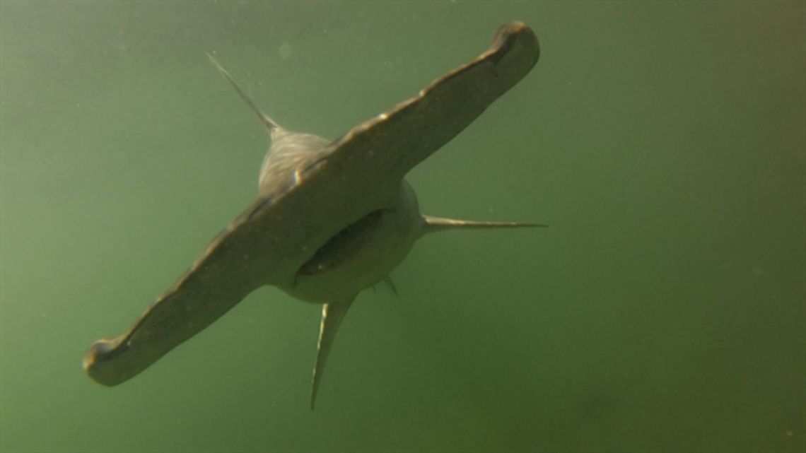 Media | Shark Research Lab